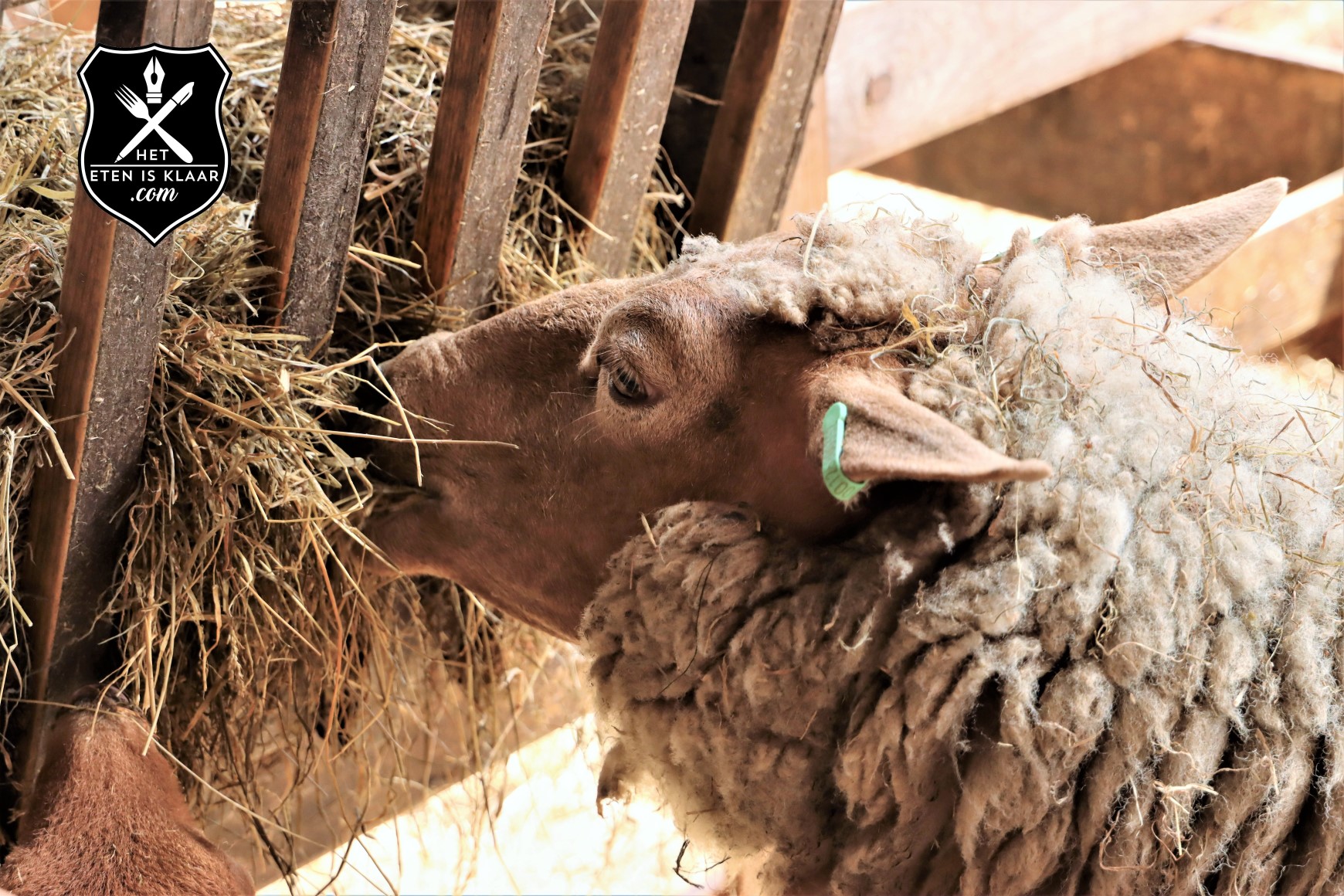 Vakantie op Texel | Het eten is klaar